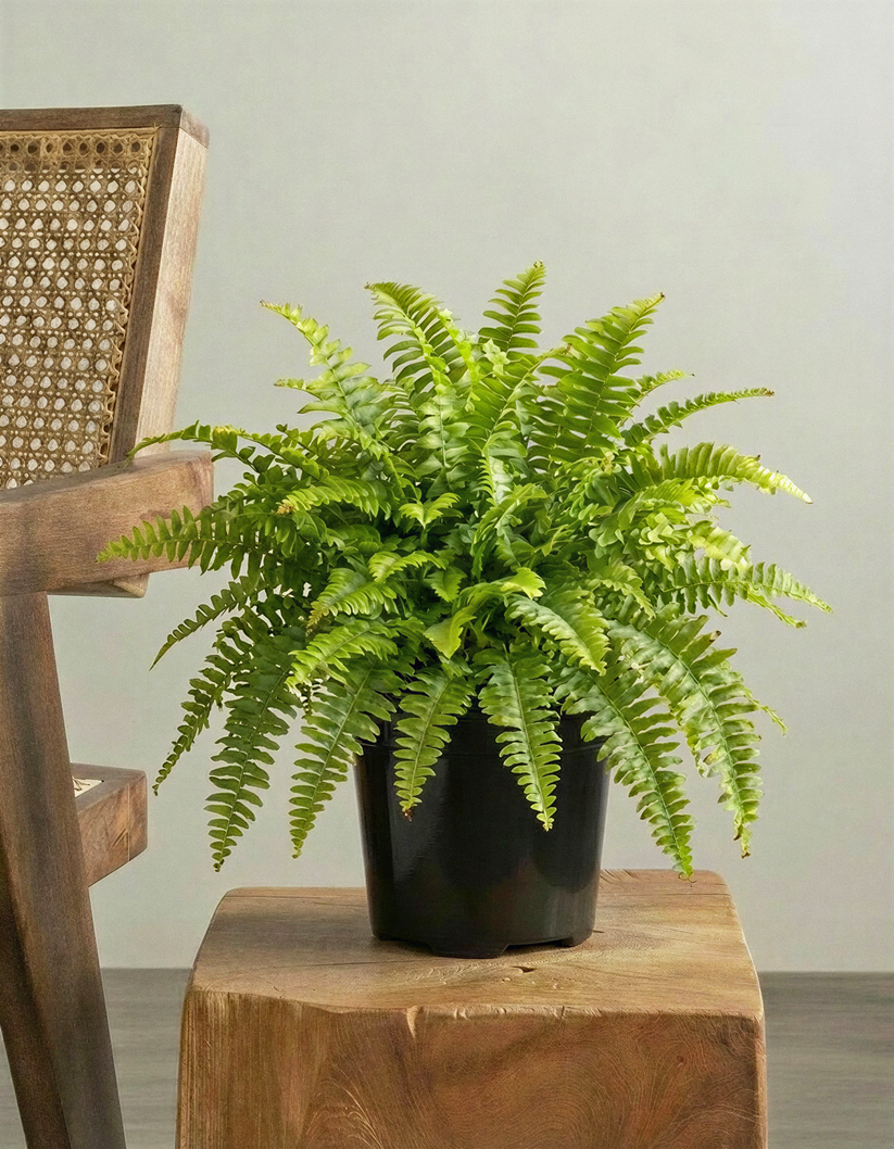 Boston Fern Plant – Poetree By RjV
